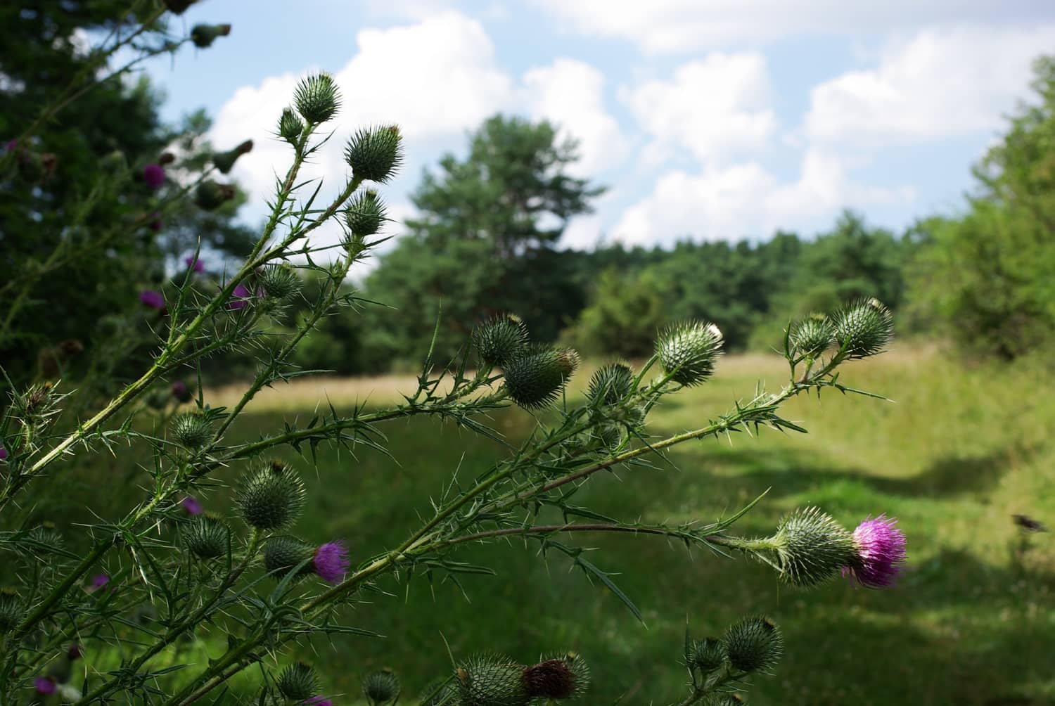 Disteln | Coaching für Hochsensible